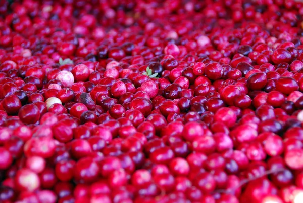 Cranberry processing Stock Photos, Royalty Free Cranberry processing ...