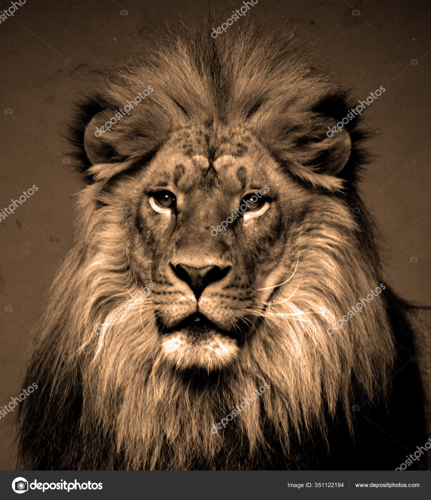 Male Lion Faces Front