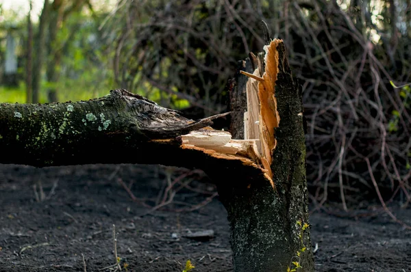 Broken tree Stock Photos, Royalty Free Broken tree Images | Depositphotos