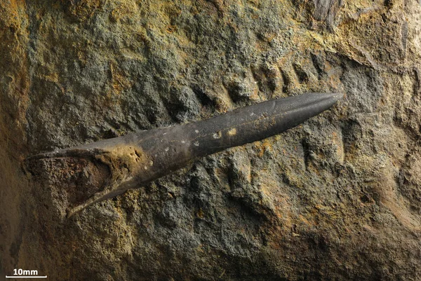 Belemnitida Stock Photos, Royalty Free Belemnitida Images | Depositphotos®