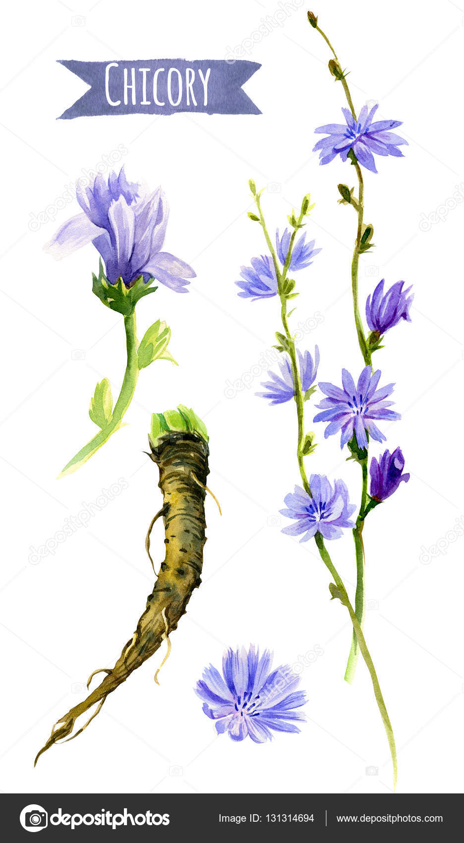 Chicory Plant Drawing