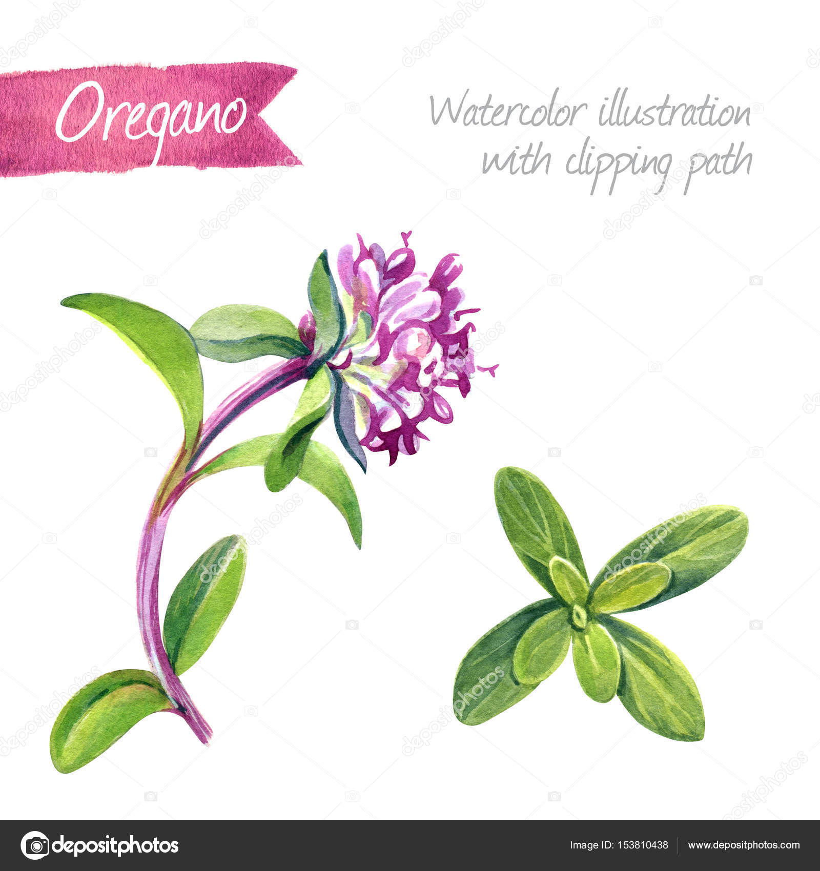 Oregano Plant Drawing