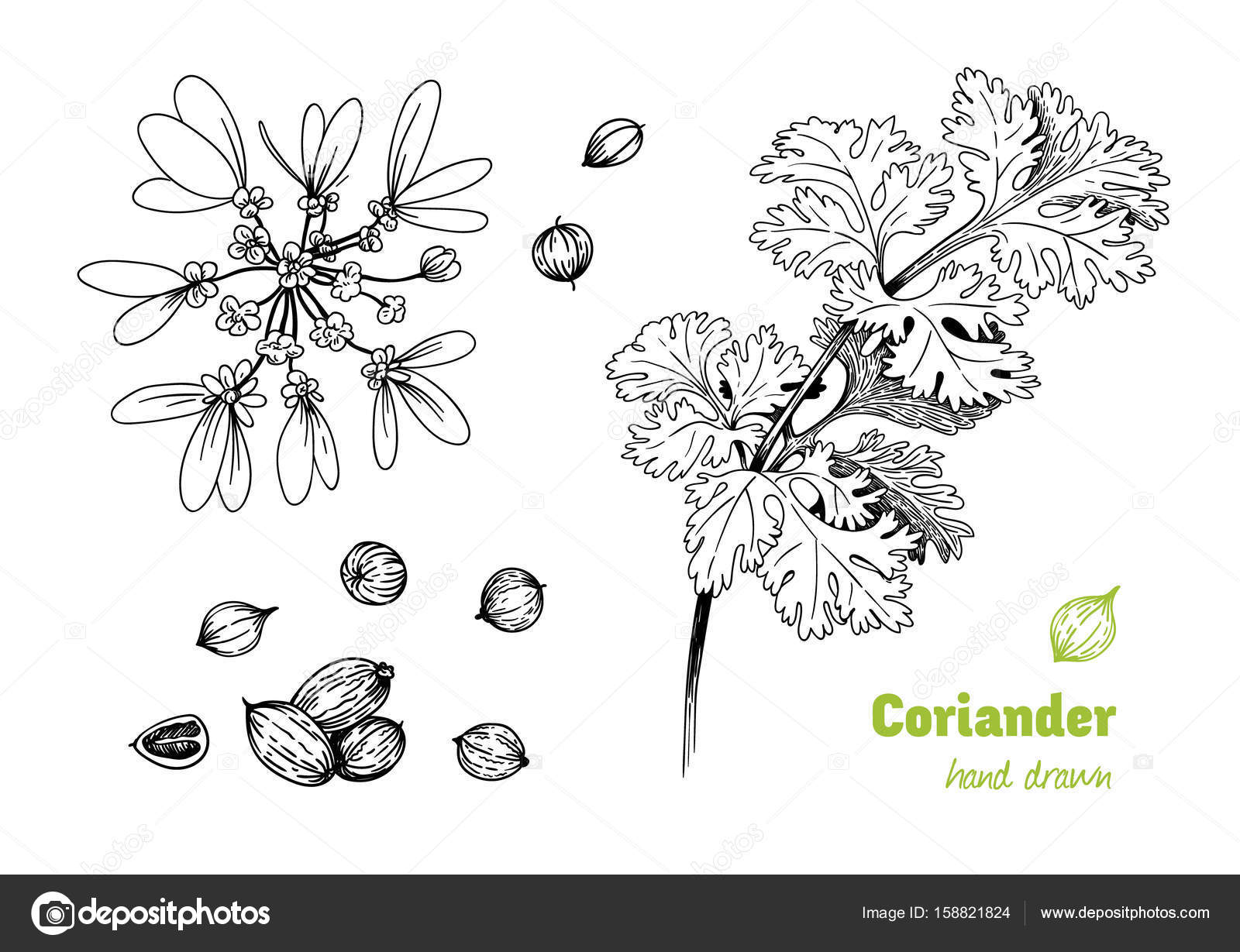 Cilantro Para Colorir Planta Desenho Coriander Plantas Pintar Imagem ...