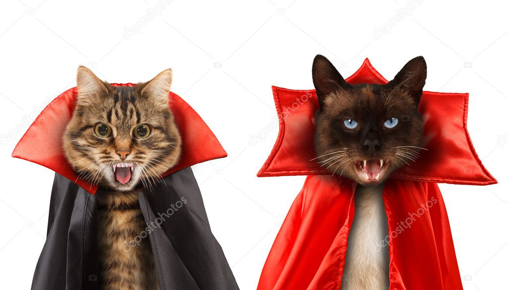 Cats evils with fangs Stock Photo by ©funny_cats 126295742