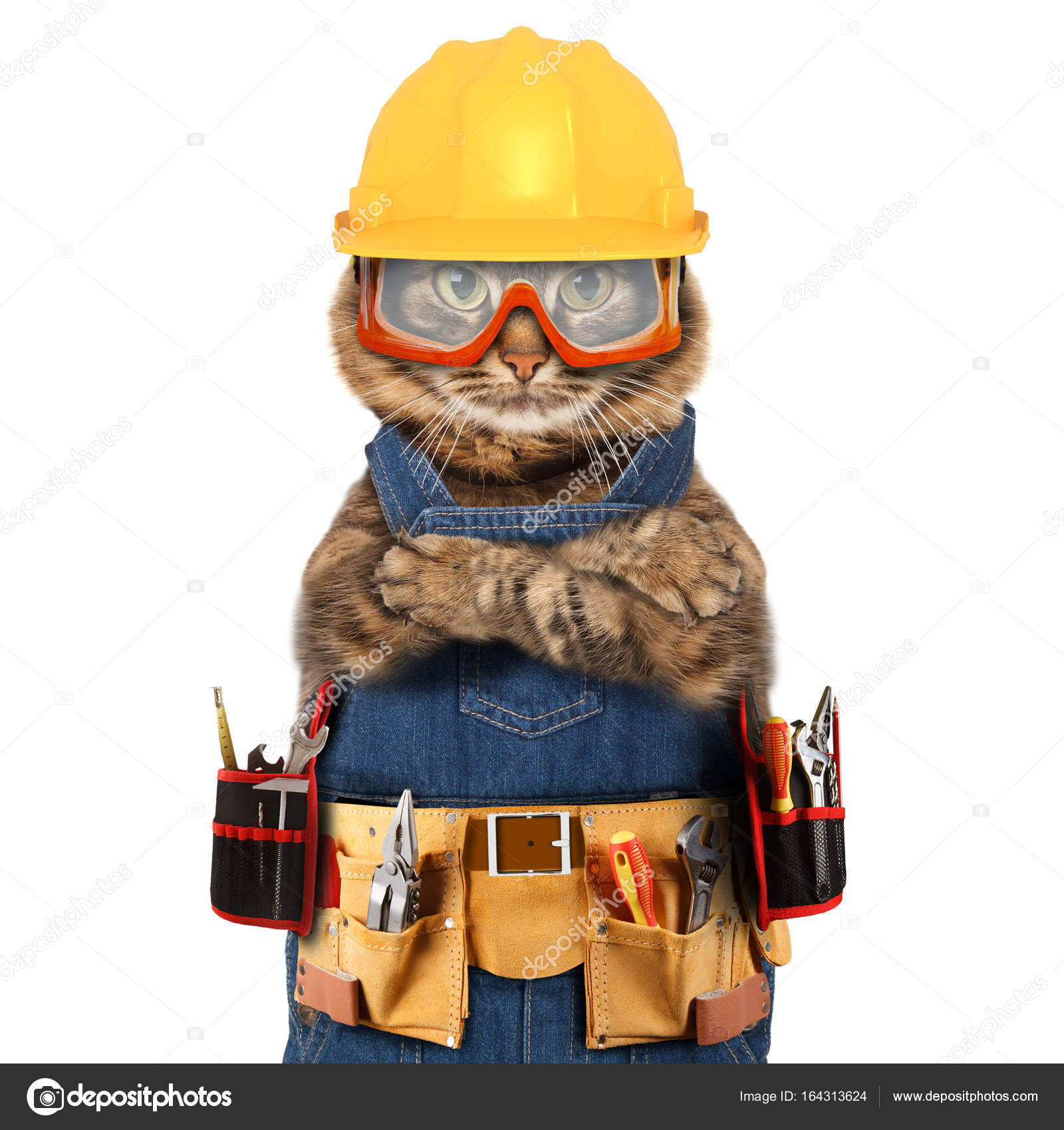 Funny cat is wearing a suit of builder. Craftsman on the white ...