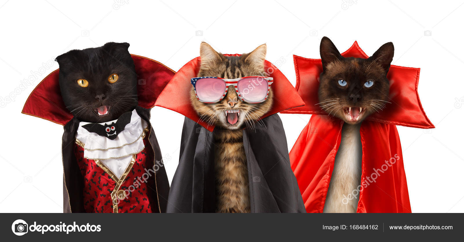 Funny cats are celebrating a halloween and wearing a suit of vampire ...