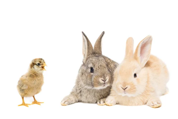 White bunnies Stock Photos, Royalty Free White bunnies Images ...