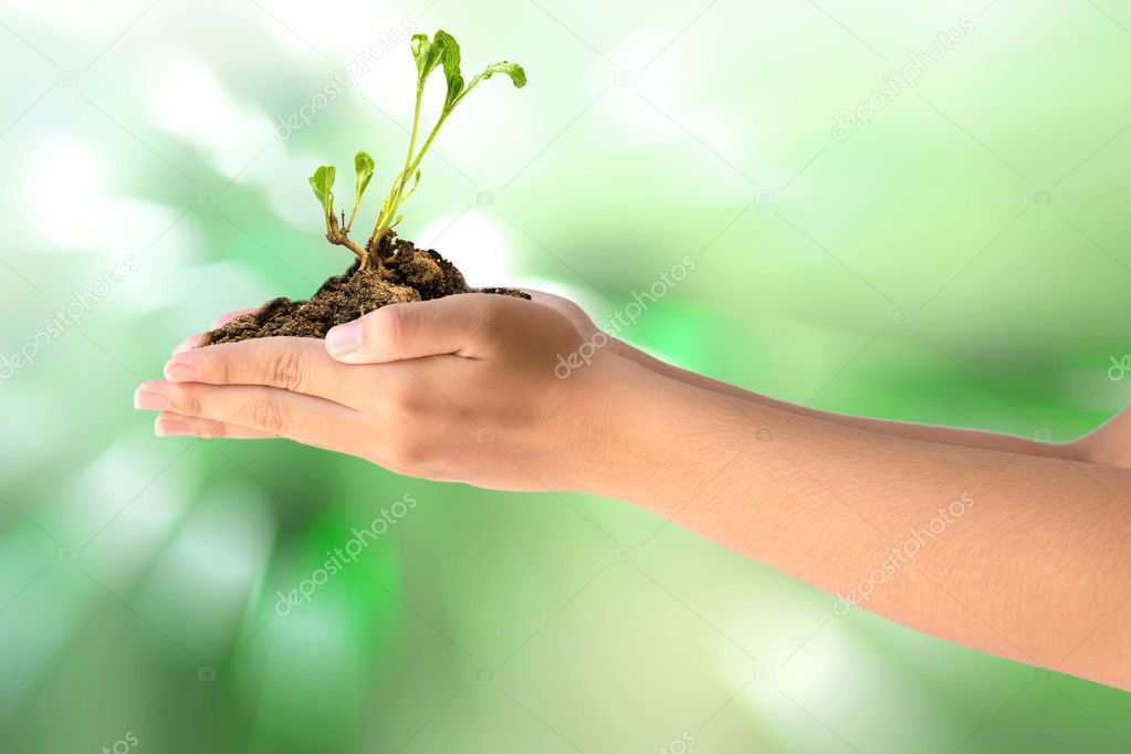 Hands holding young plant — Stock Photo © etaphop #128596438