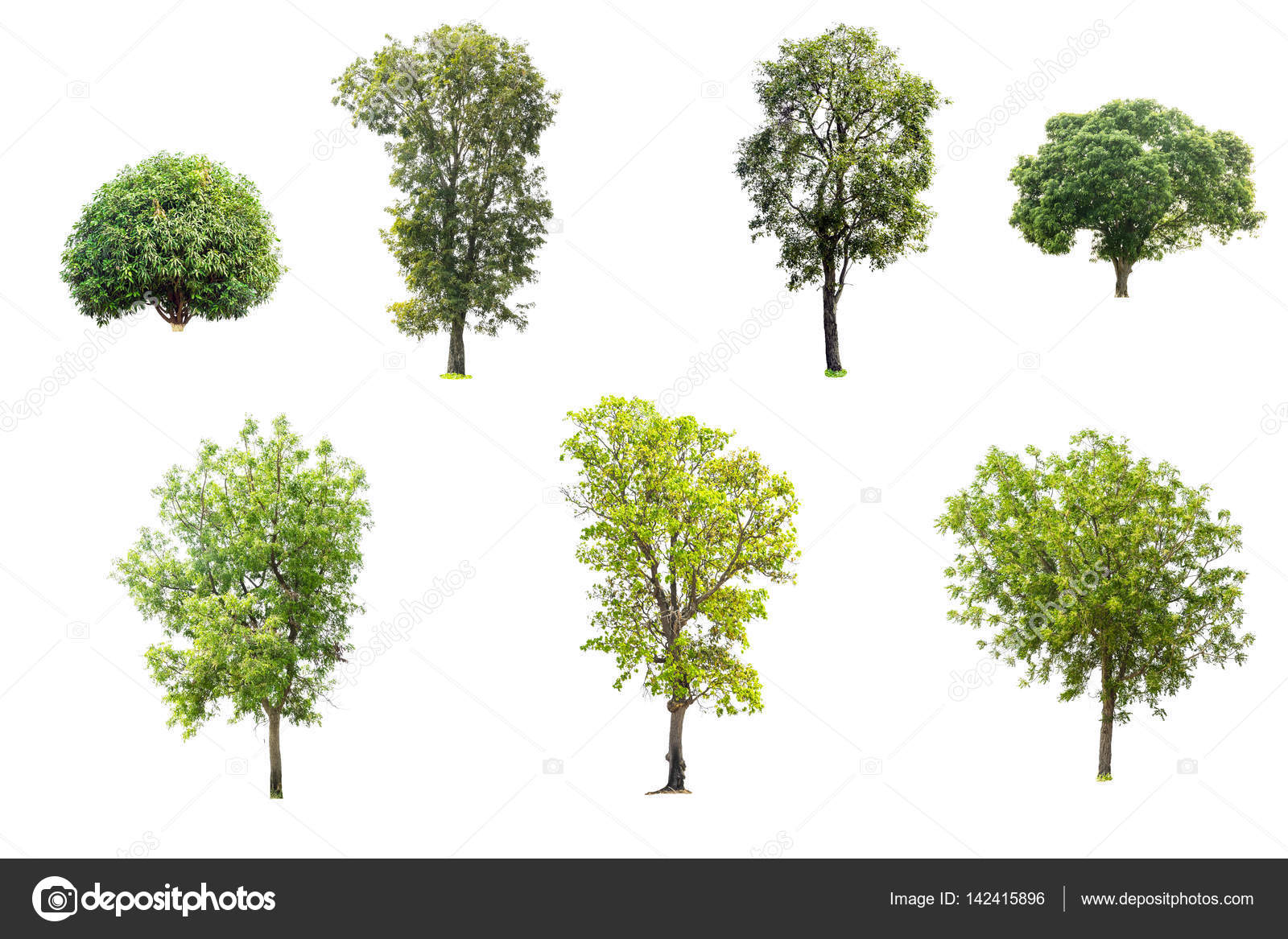 Collection of trees isolated Stock Photo by ©etaphop 142415896