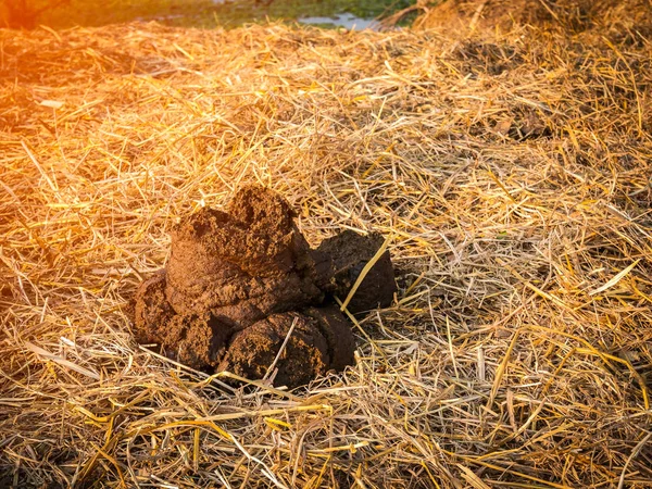 Ló szar — Stock Fotó © icefront #4018678