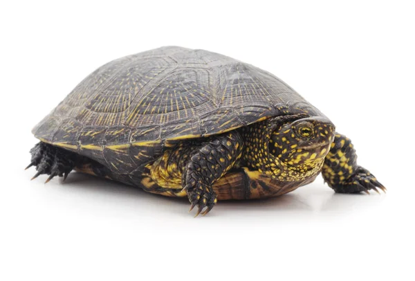 Jagged shell box turtle Stock Photo by ©fivespots 25858027