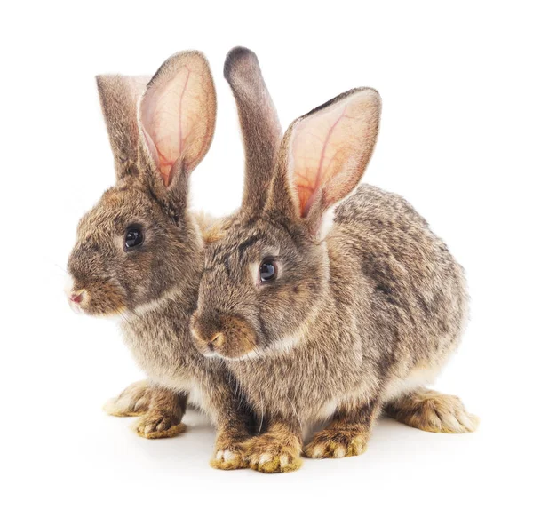 Little baby rabbit isolated on white — Stock Photo © Serg64 #195329278