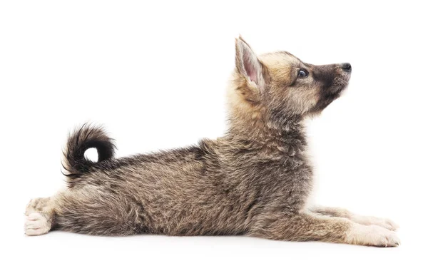 Perro pose Stock Photos, Royalty Free Perro pose Images | Depositphotos