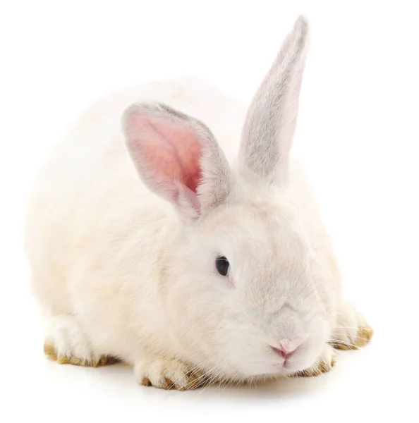 White rabbit isolated. — Stock Photo © Voren1 #109780798