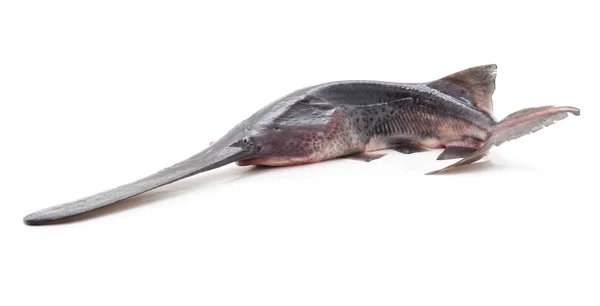 Paddlefish Stock Photos, Royalty Free Paddlefish Images | Depositphotos