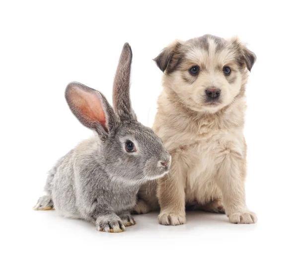 Kelb tal fenek Stok Foto, Kelb tal fenek Gambar Bebas Royalti | Depositphotos