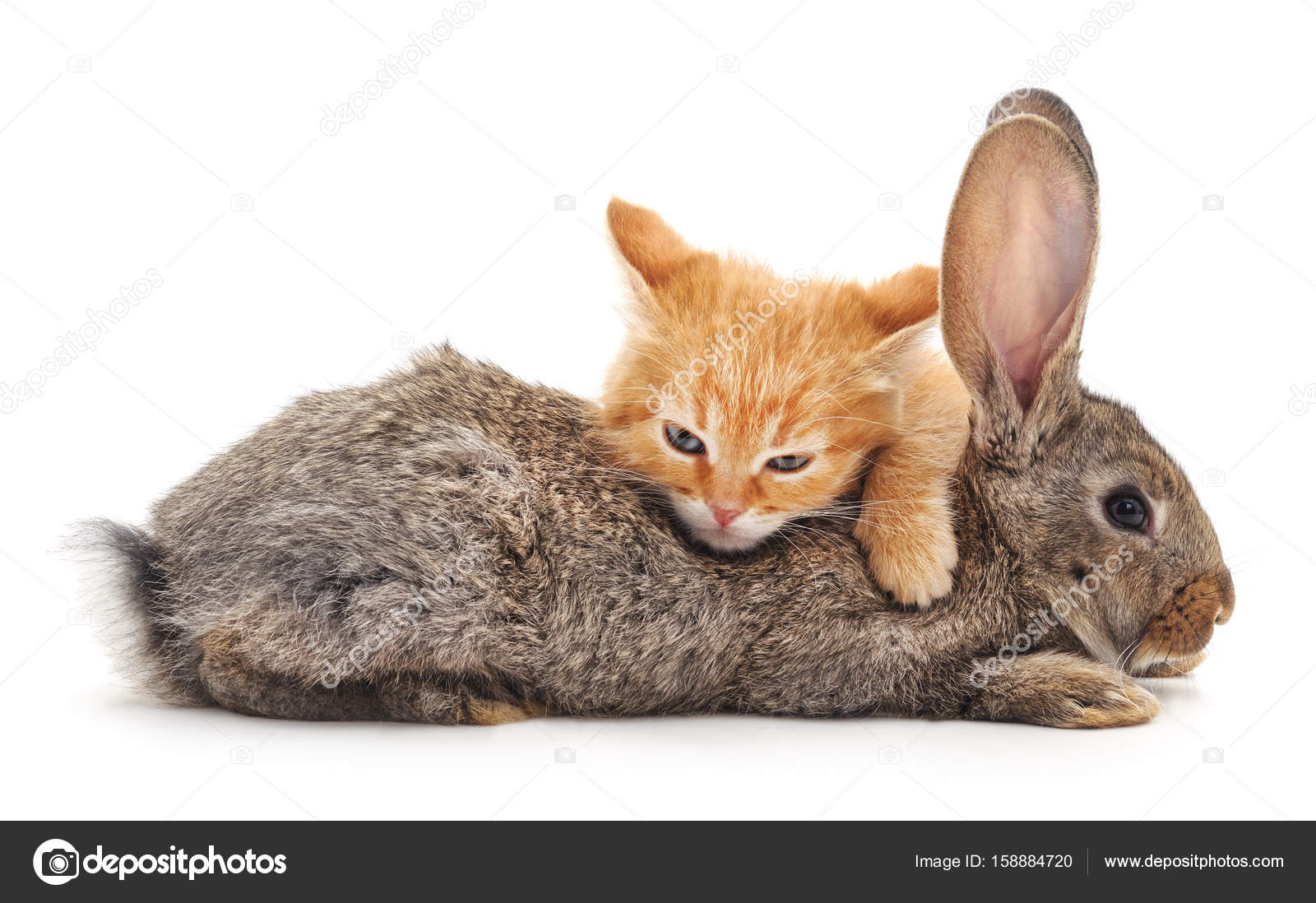 Kitten and rabbit. — Stock Photo © Voren1 #158884720