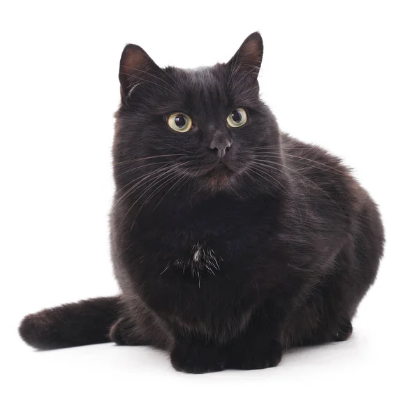 Black Cat, close-up portrait Stock Photo by ©FotoJagodka 10125439