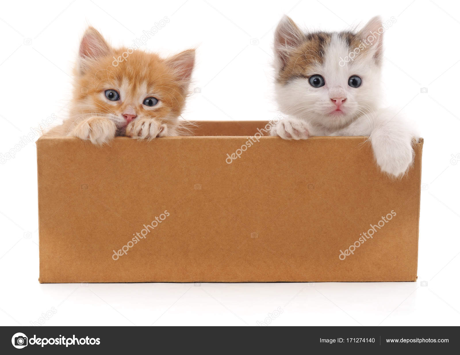 Two cats in a box. Stock Photo by ©Voren1 171274140