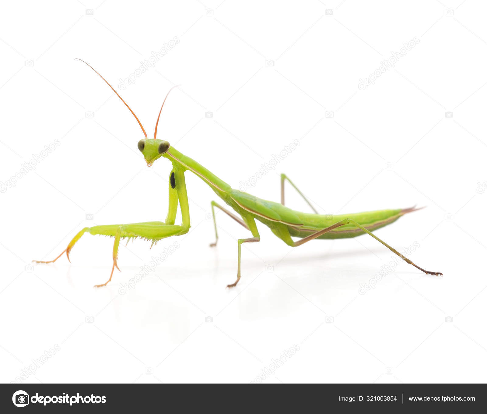 Mantis verde grande . — Foto de stock © Voren1 #321003854