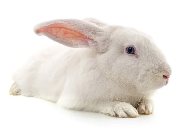 White rabbit isolated. — Stock Photo © Voren1 #109780798