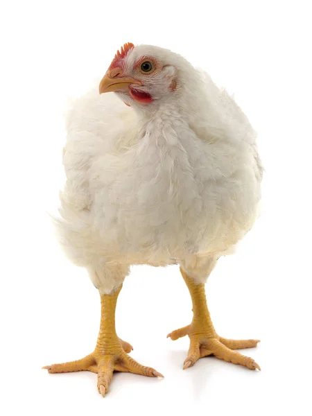 Alen un animal que da vueltas al morir el pollo fotos de stock ...