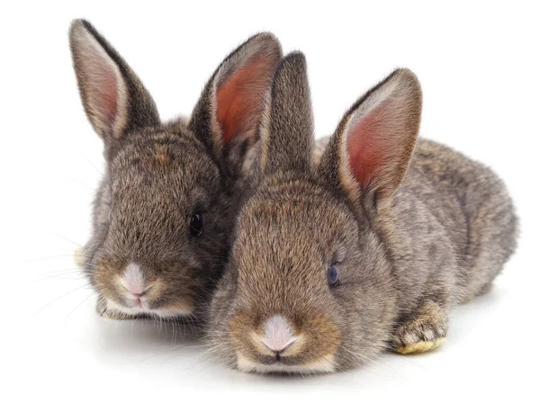 Baby bunnies Stock Photos, Royalty Free Baby bunnies Images | Depositphotos