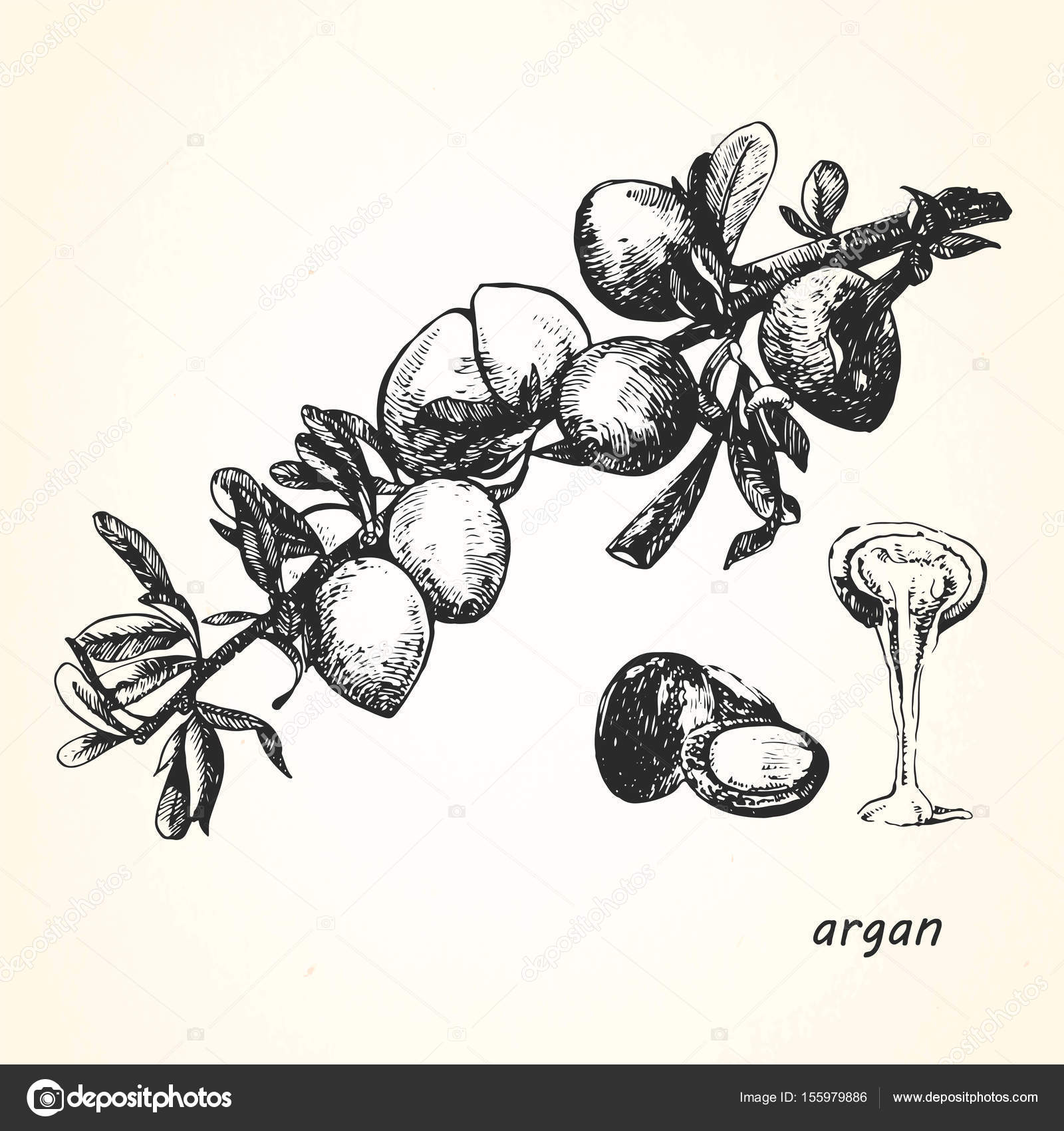 Hand-drawn illustration of argan. Stock Vector Image by ©Victoria_Novak ...