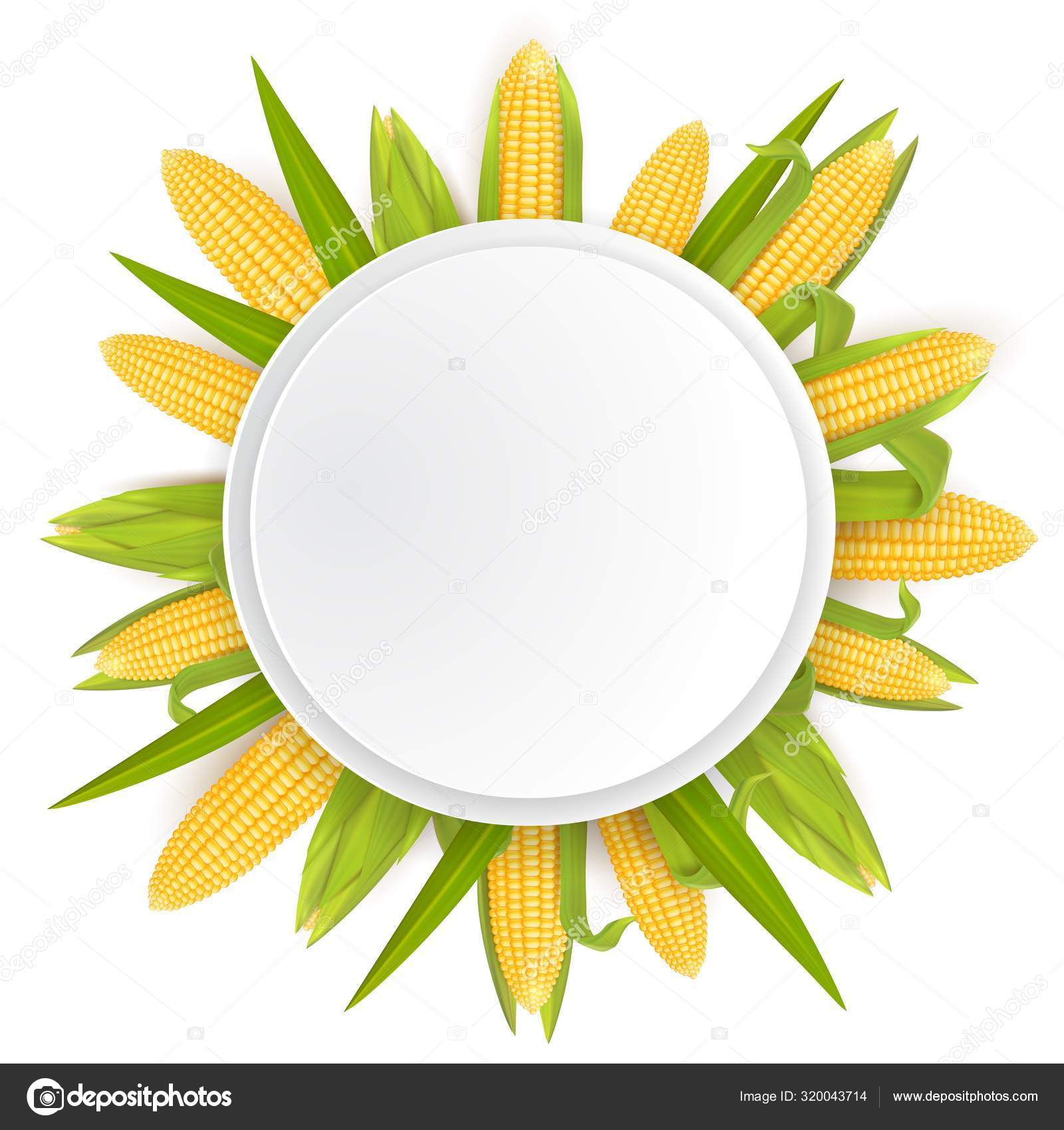 Sweet corn frame template, vector realistic illustration Stock Vector ...