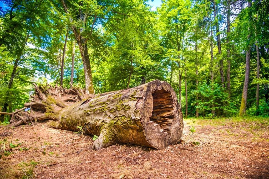 enfermedad de los árboles problema de deforestación tronco enfermo ...