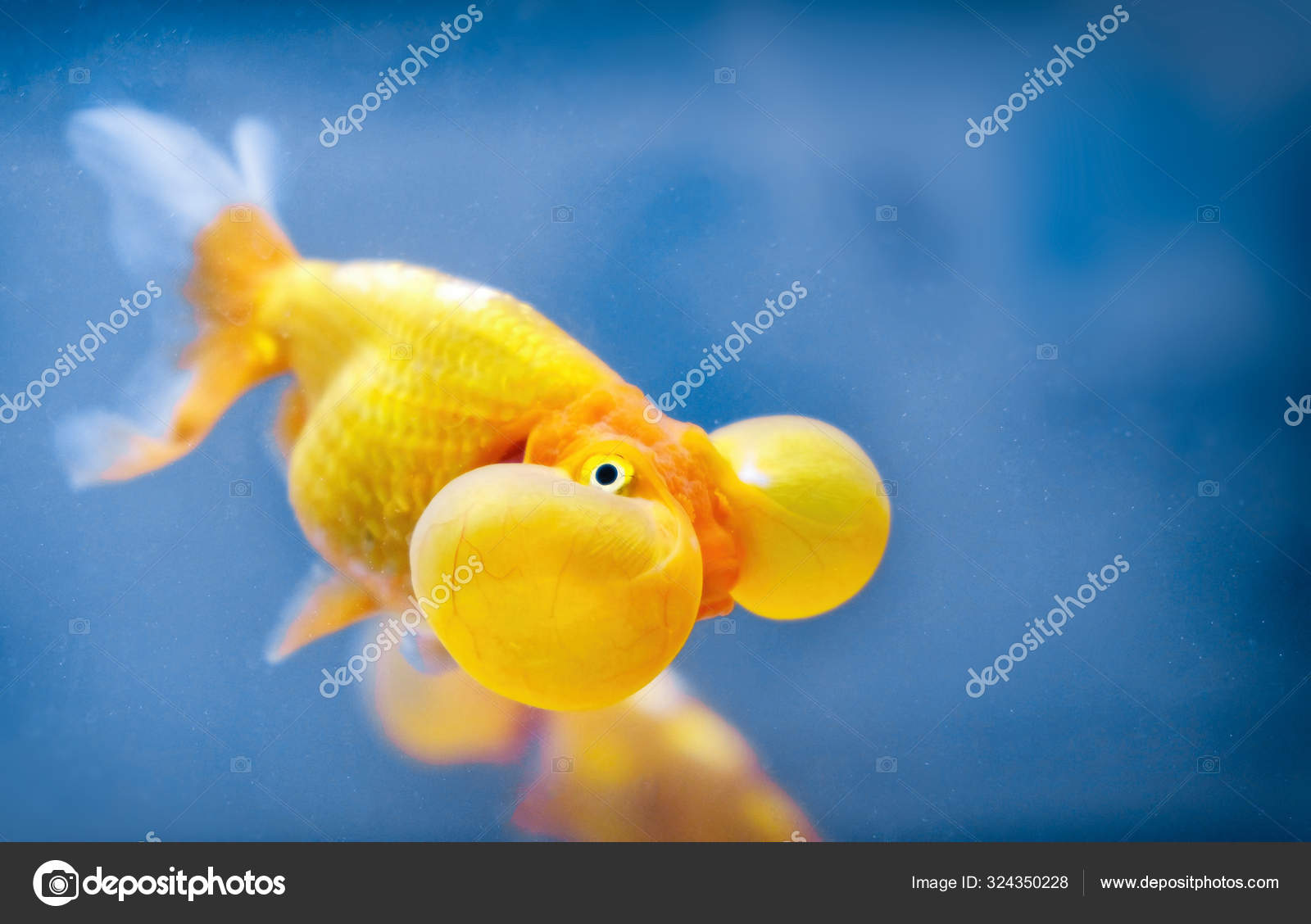 Celestial Eye Goldfish