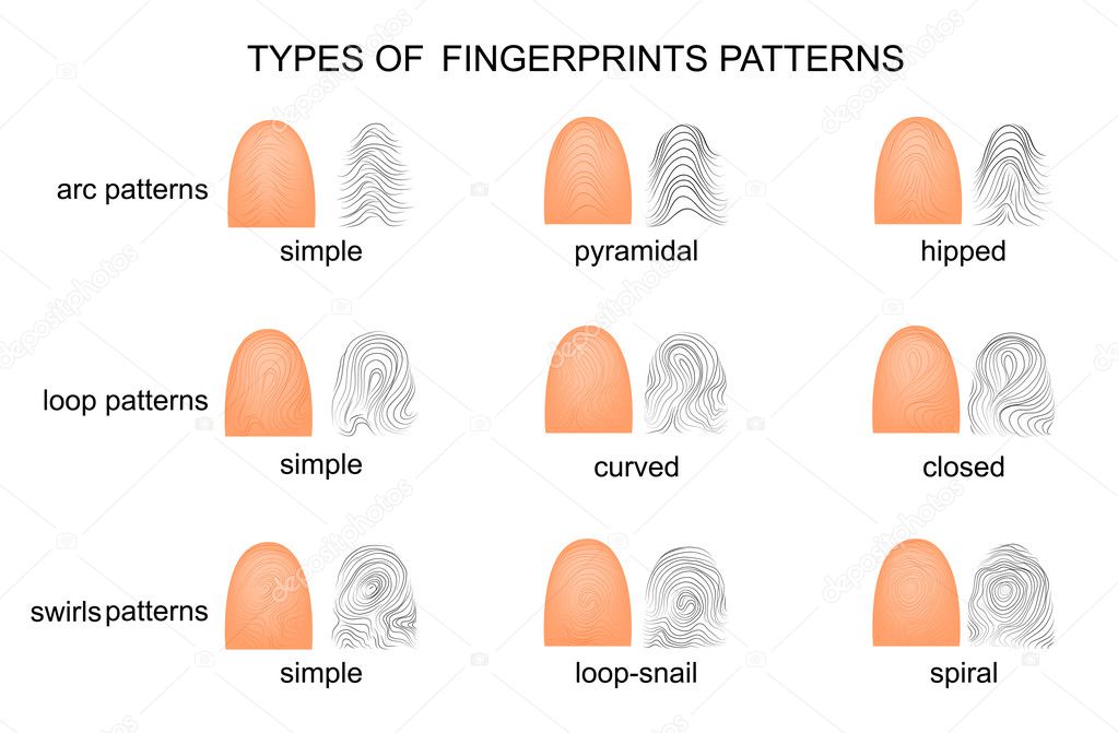 Human fingerprints. different types Stock Vector by ©Artemida-psy 126254686