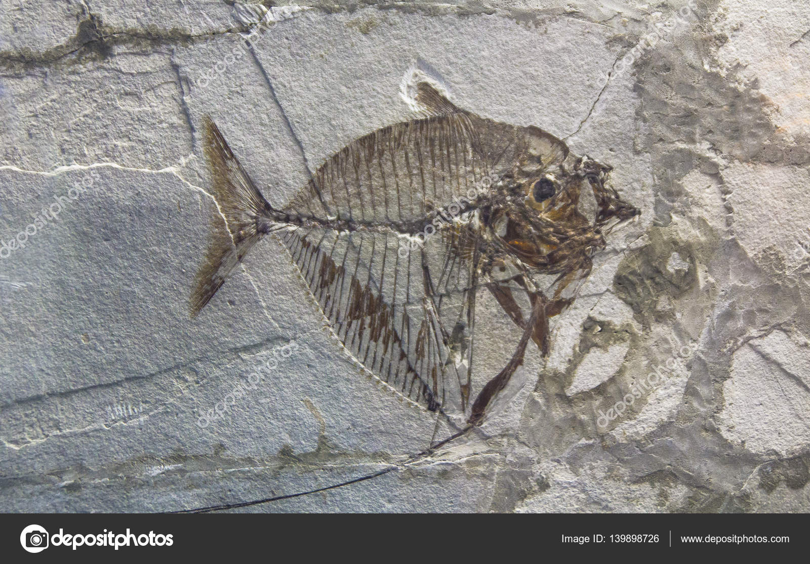 Ancient pre historic fish fossil in a rock formation Stock Photo by ...