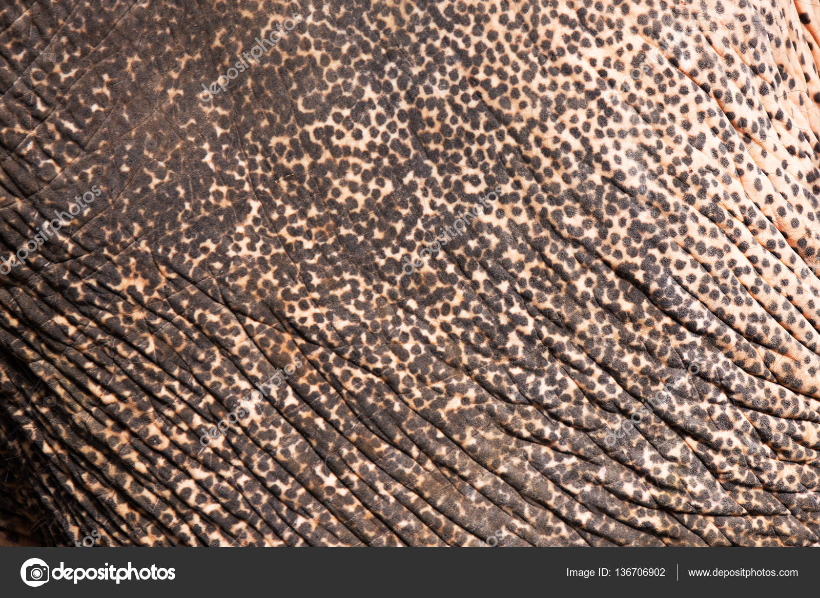 Elephant Skin Texture