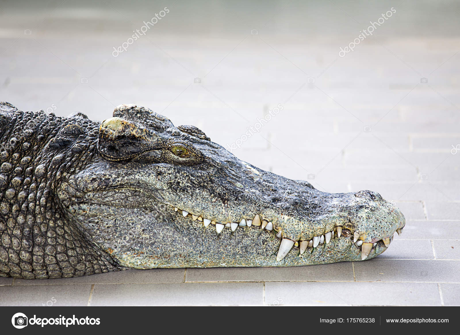 Portrait crocodile head and teeth isolate — Stock Photo © Prathaan ...