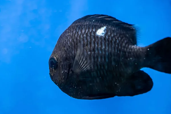 Peces negros tropicales marinos Dascyllus trimaculatus nada en agua ...