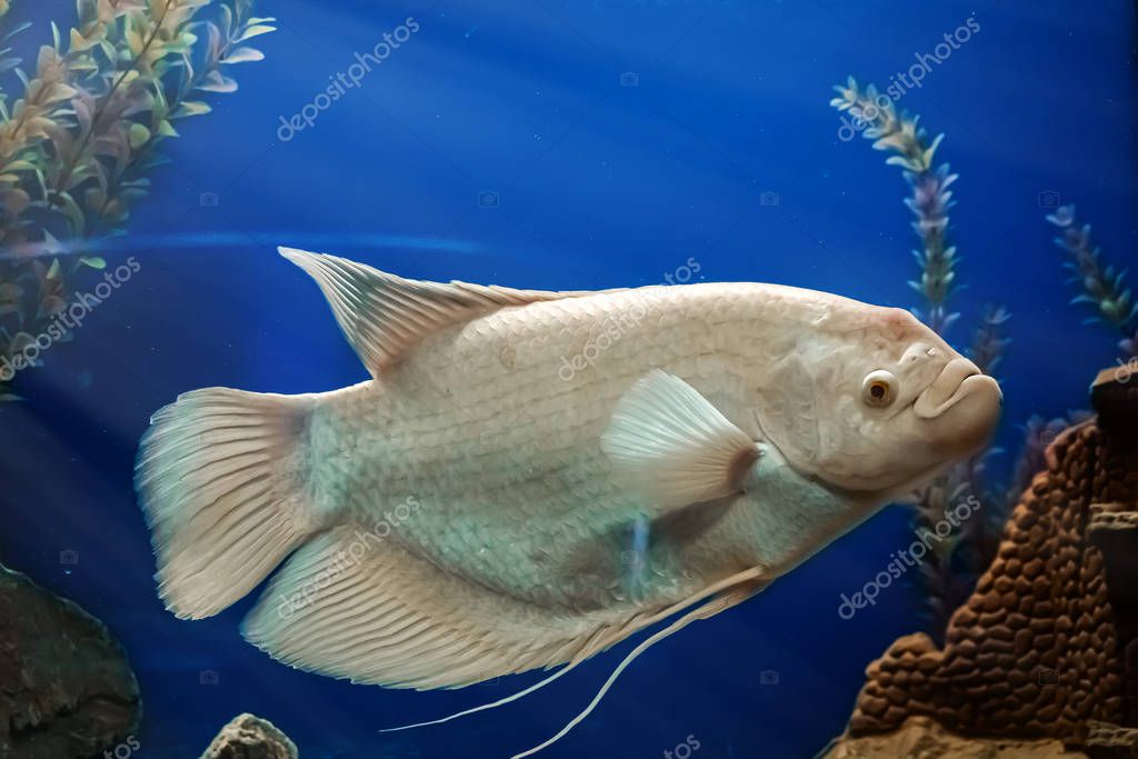 Primer plano hermoso pez blanco de agua dulce Osphronemus goramy nada ...