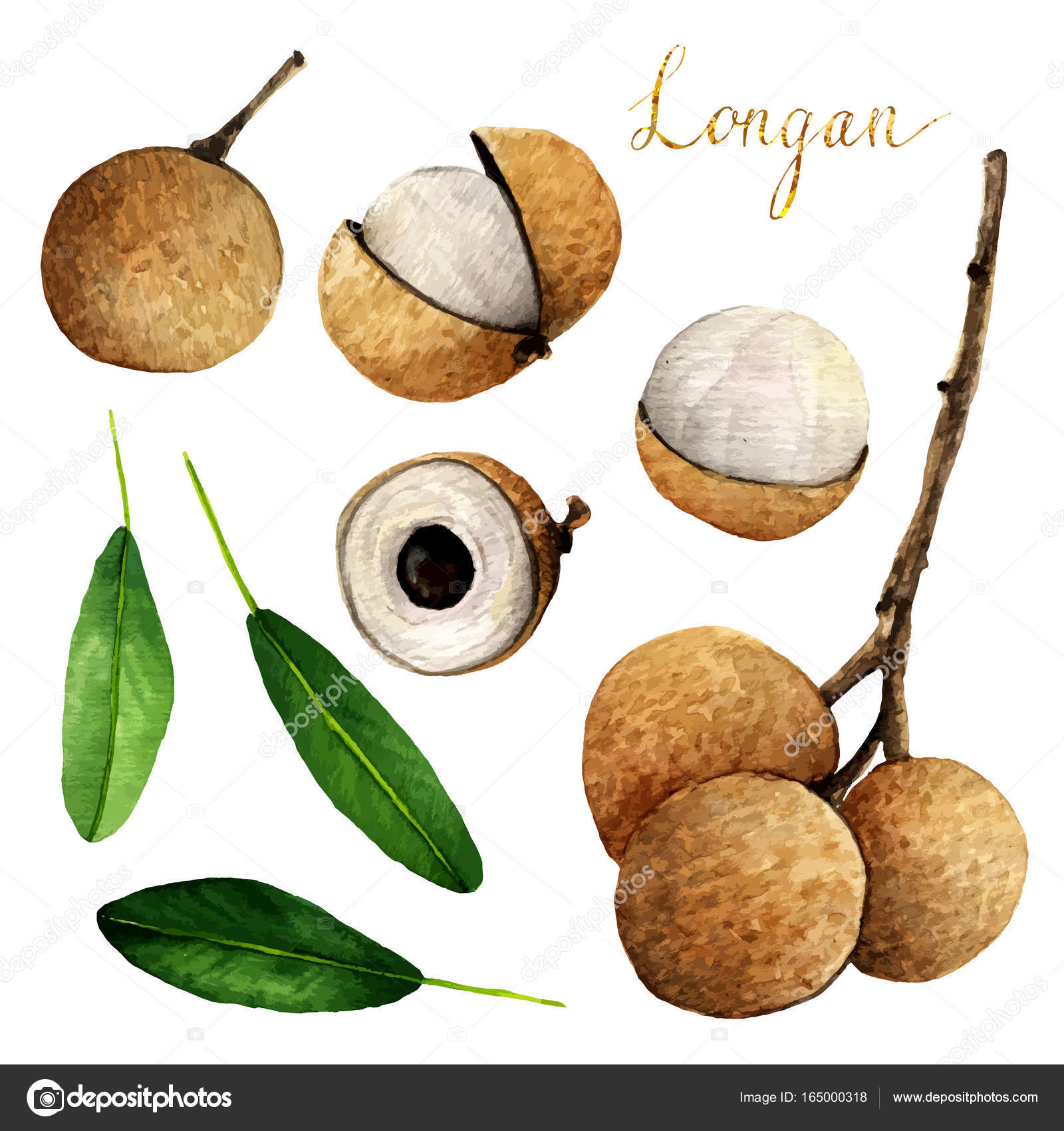 Longan Fruit Drawing