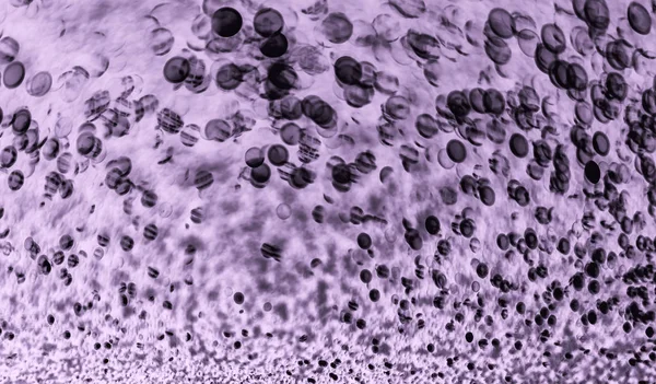 Bacteria under microscope Images - Search Images on Everypixel