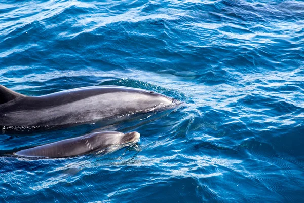 moeder en baby dolfijn — Stockfoto © Wollwerth #63499153