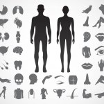 Human body systems pictograms on green background. Stock Vector Image ...