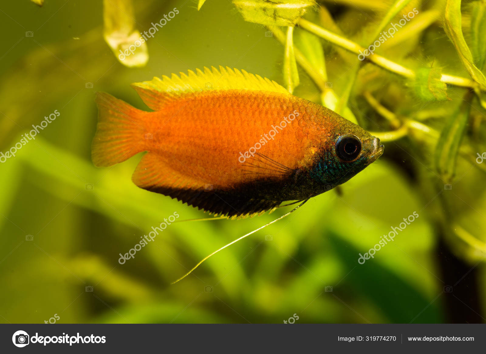Fire Red Dwarf Gourami