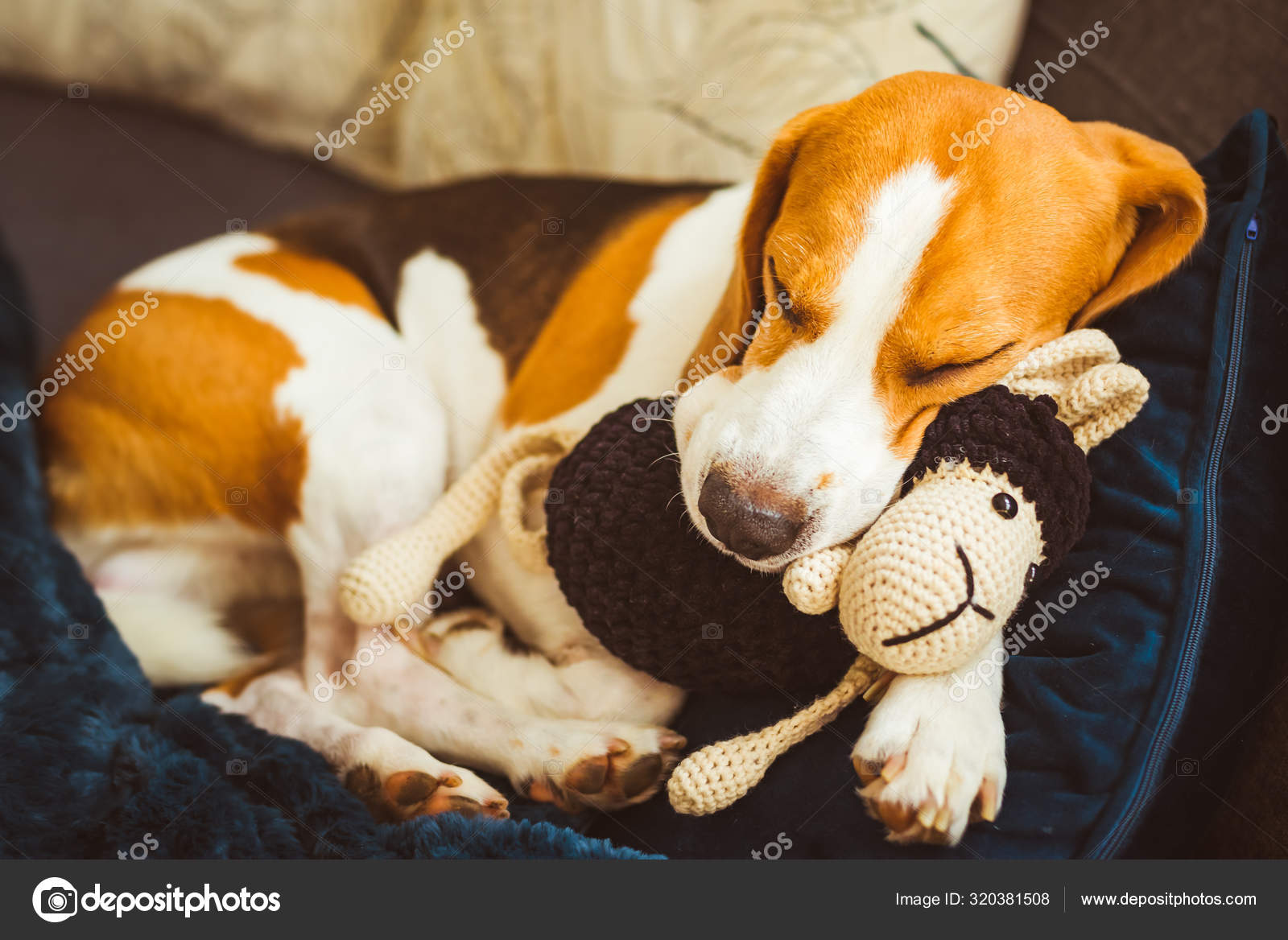 Are Beagles Lazy