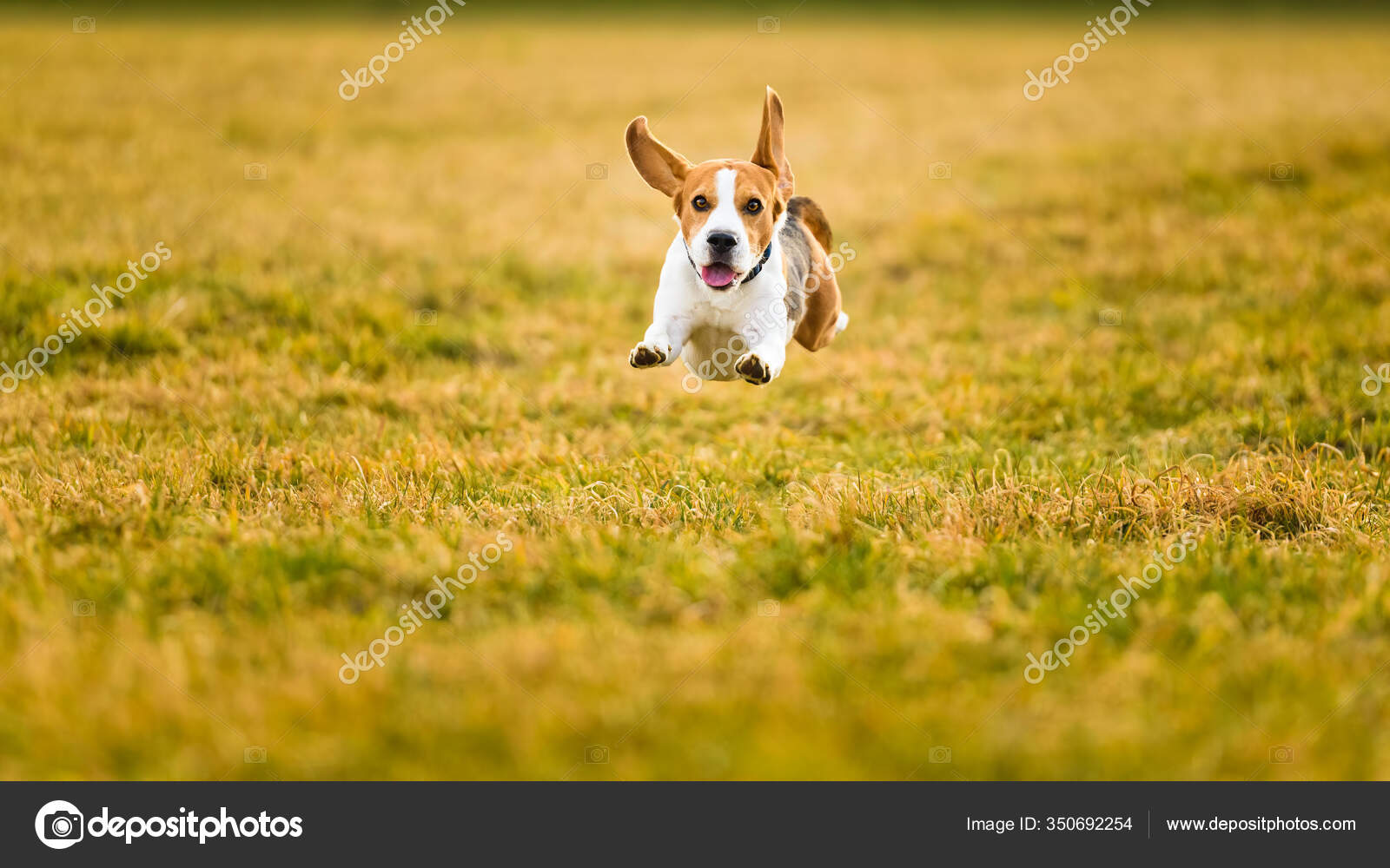 Dog Beagle Corriendo Rápido Saltando Con Lengua Través Del Campo — Foto ...