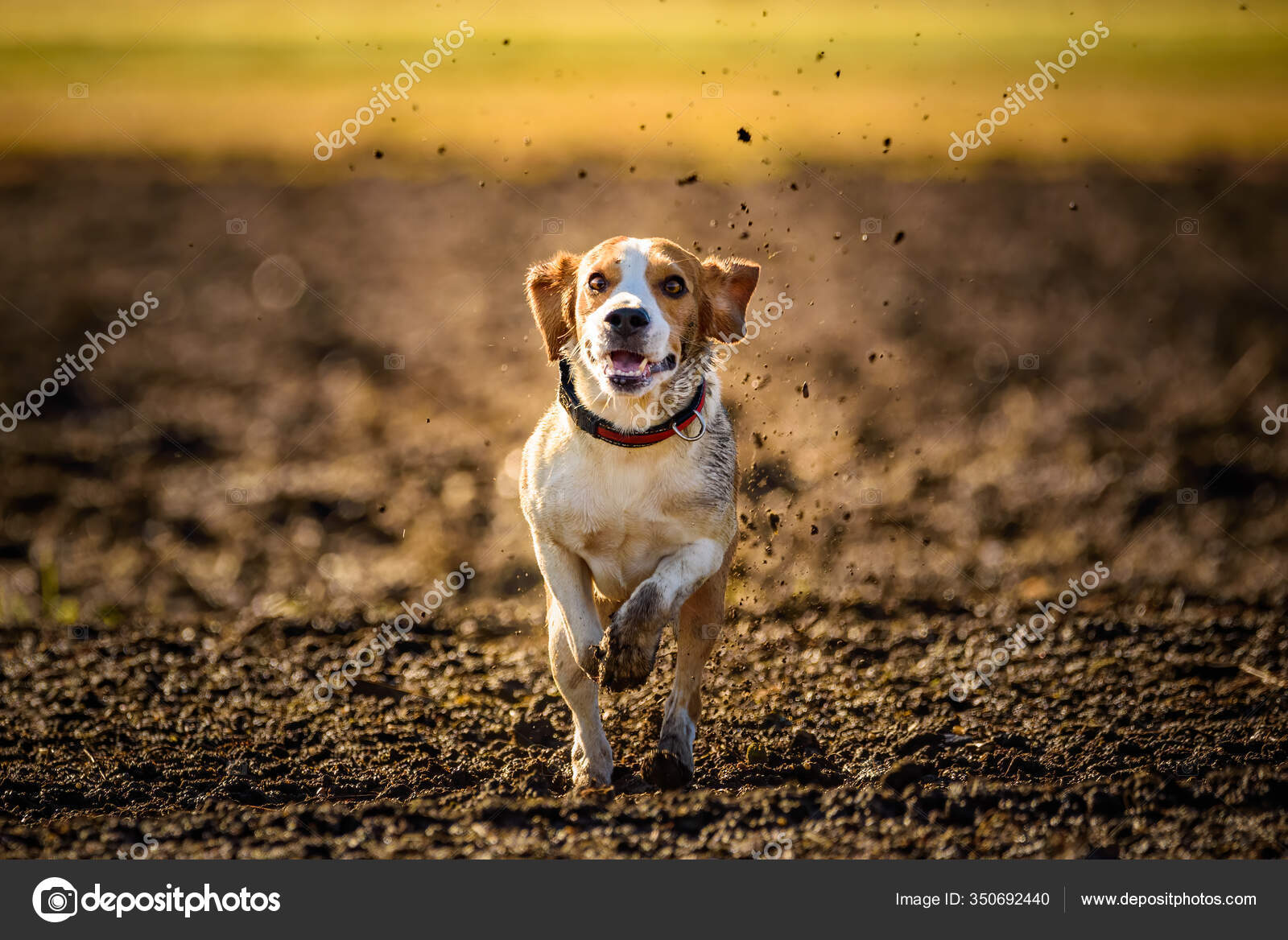 Are Beagles Fast
