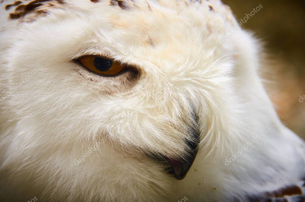 El búho nevado (Bubo scandiacus) es un búho blanco de la familia de los ...