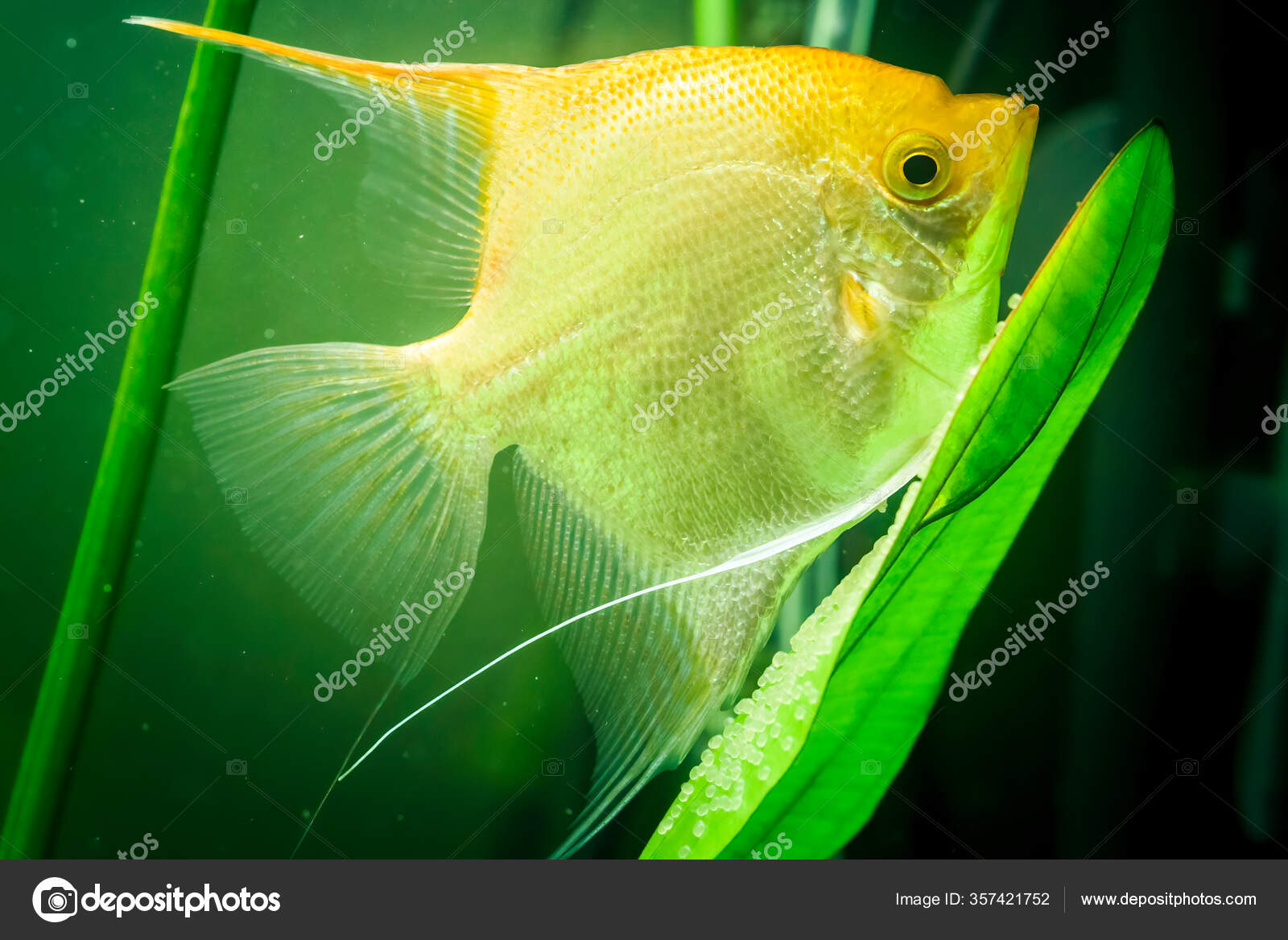 Gold Angelfish