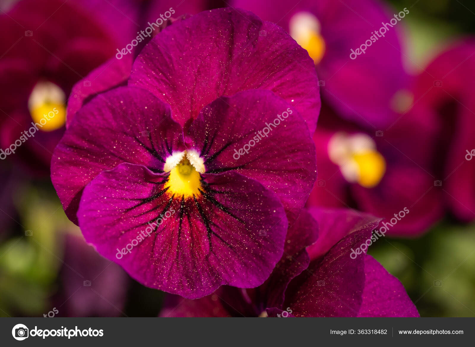 Red Pansy Flower