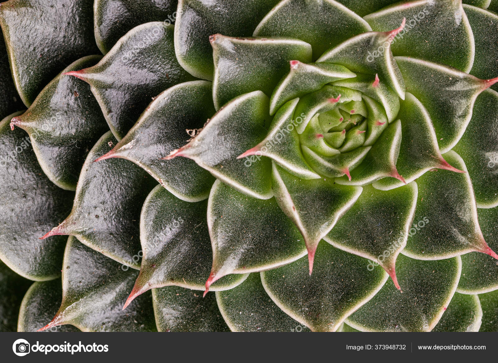 Abstract close-up top view of the colorful the Echeveria Capri ...
