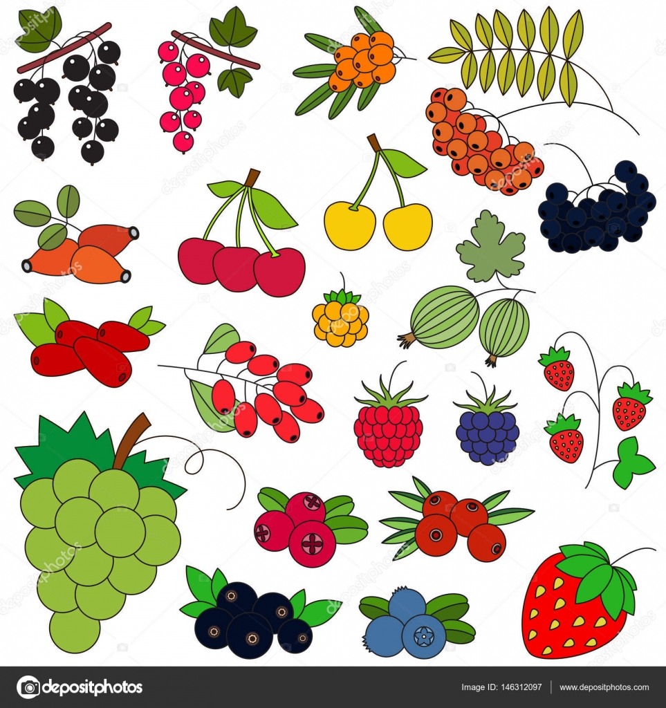Berry set colorful. Stock Vector by ©Anna_Mikhailova 146312097